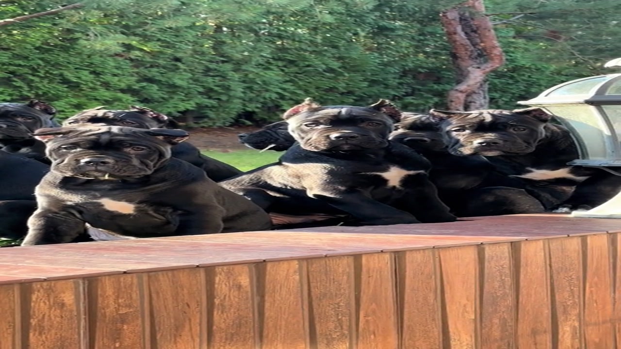 American dogs - Brighteon.com