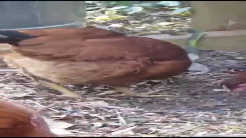Cinnamon Queen Chickens Out of the Chicken Run Fall #chickens # ...