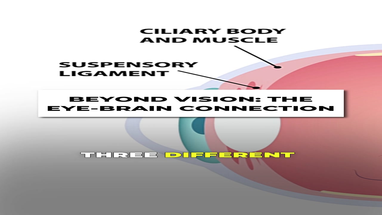 👁️ Beyond Vision: Exploring The Eye-Brain Connection 🧠 - Brighteon.com