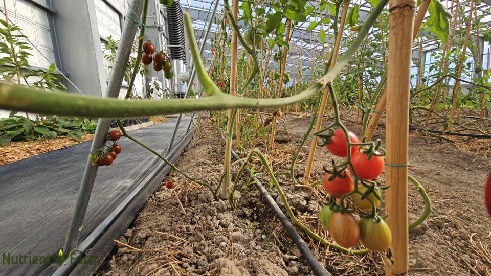 20241107 Organic Tomato Cherry - Brighteon.com