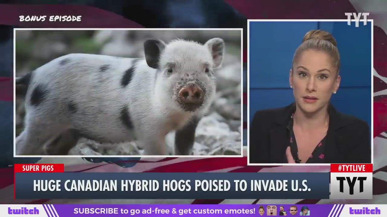 Super Pigs 🐷 - Brighteon.com