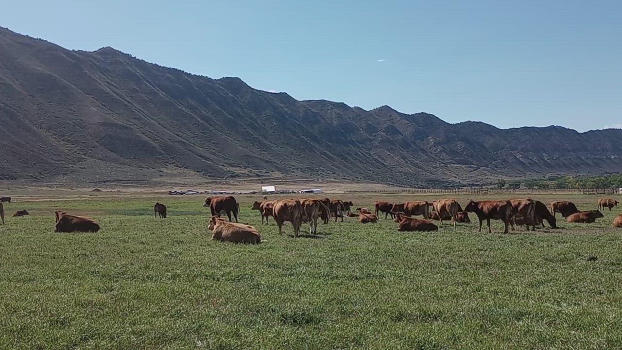 Akaushi Wagyu cattle grazing - Brighteon.com